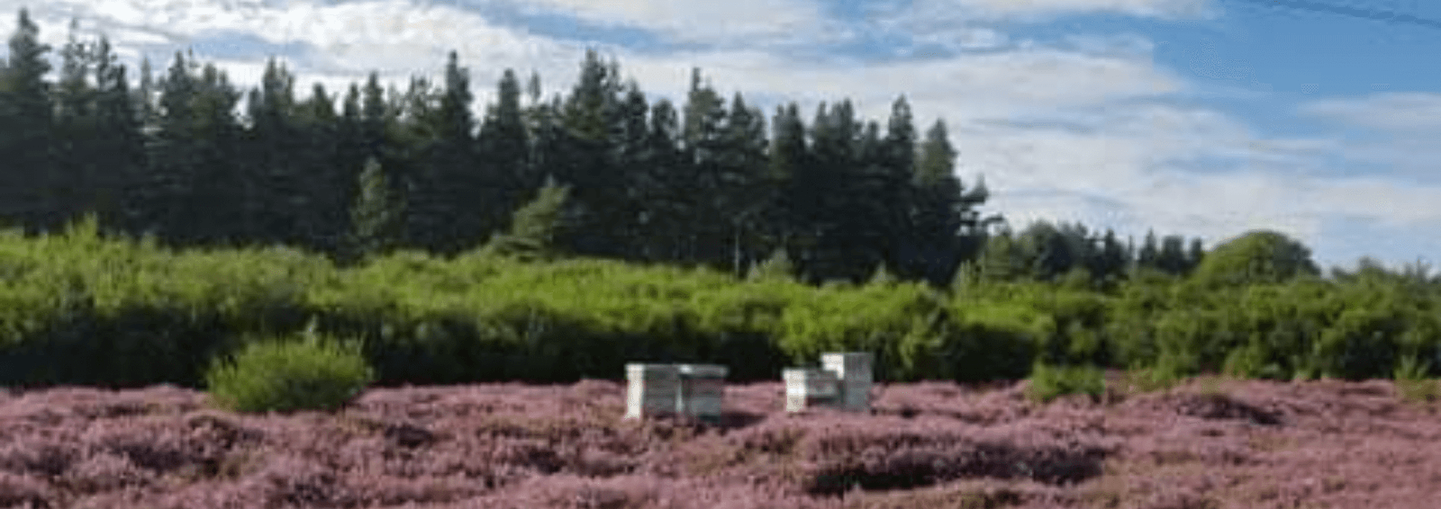 Shop - The Moray Honey Company